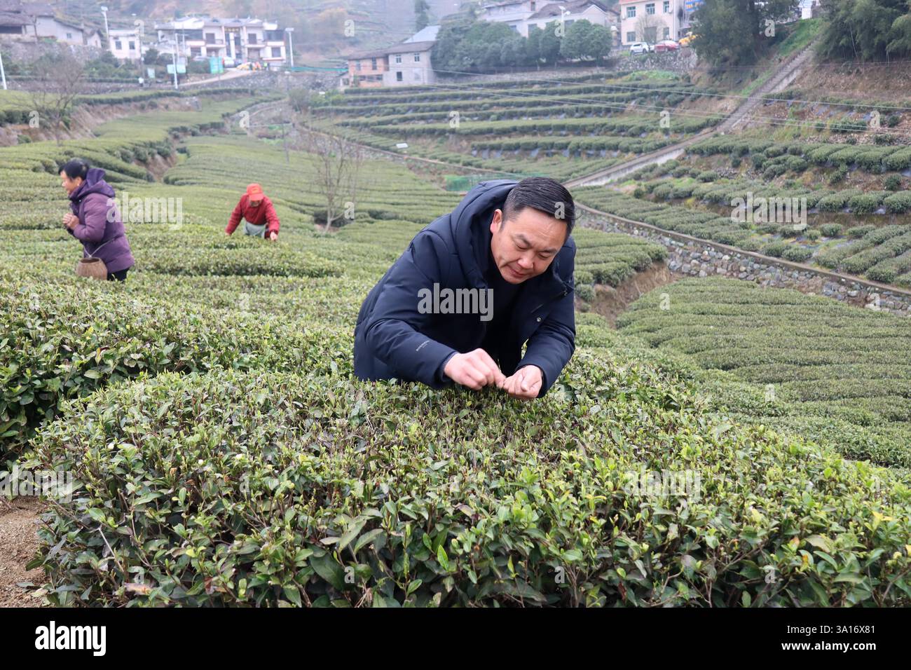 Workers pick tea leaves at a tea garden in Yichang City, central China ...
