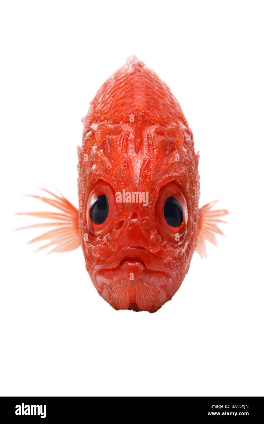 Japanese soldierfish isolated on white backgroud, front view Stock ...
