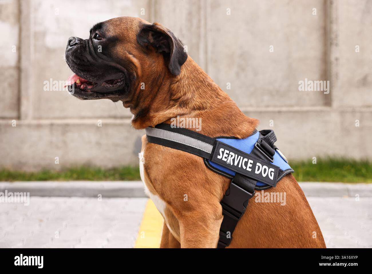 Cute service dog in vest on city street Stock Photo - Alamy
