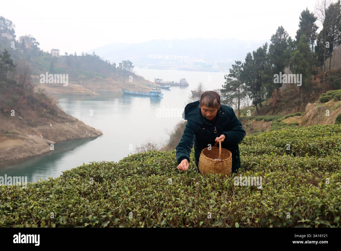 Workers pick tea leaves at a tea garden in Yichang City, central China ...