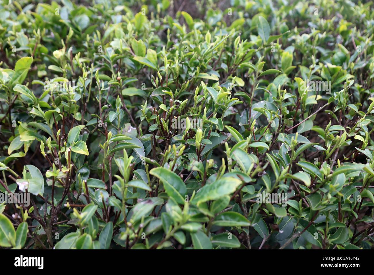 Workers pick tea leaves at a tea garden in Yichang City, central China ...