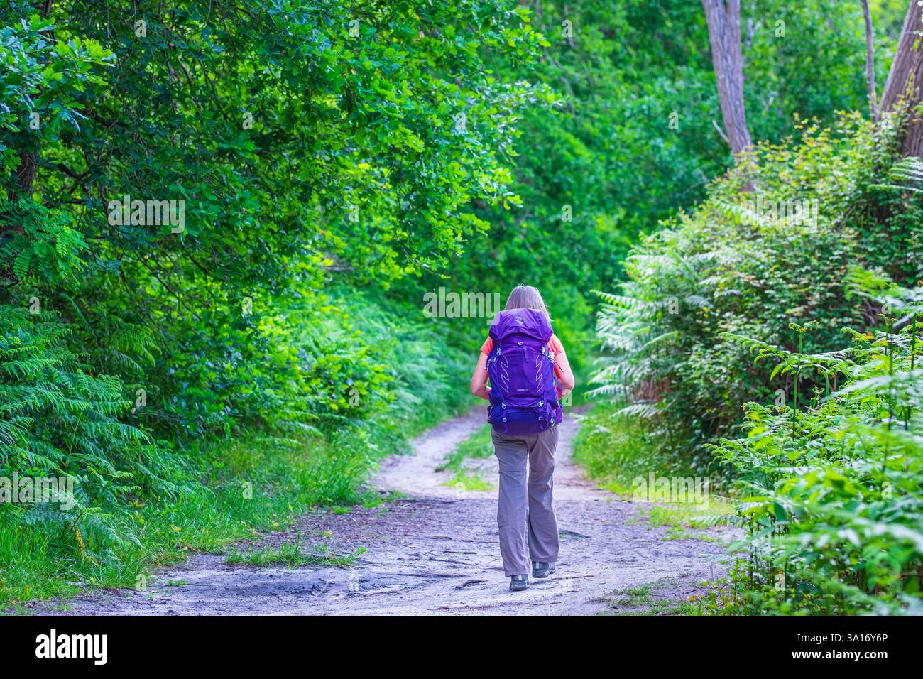 France, Gironde, Landes de Gascogne Regional Natural Park, Biganos ...