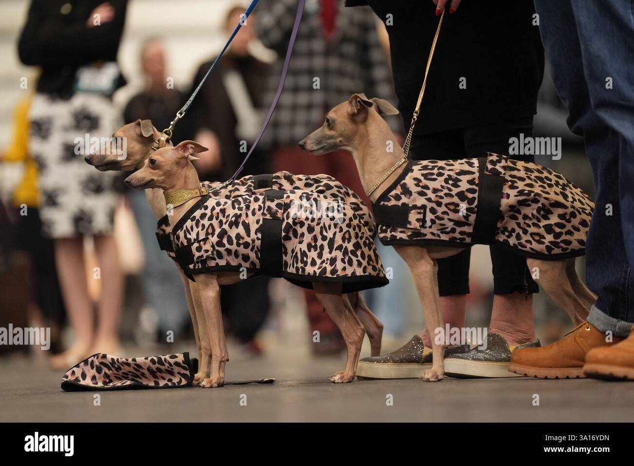 Italian Greyhounds at the Crufts Dog Show at the National Exhibition ...