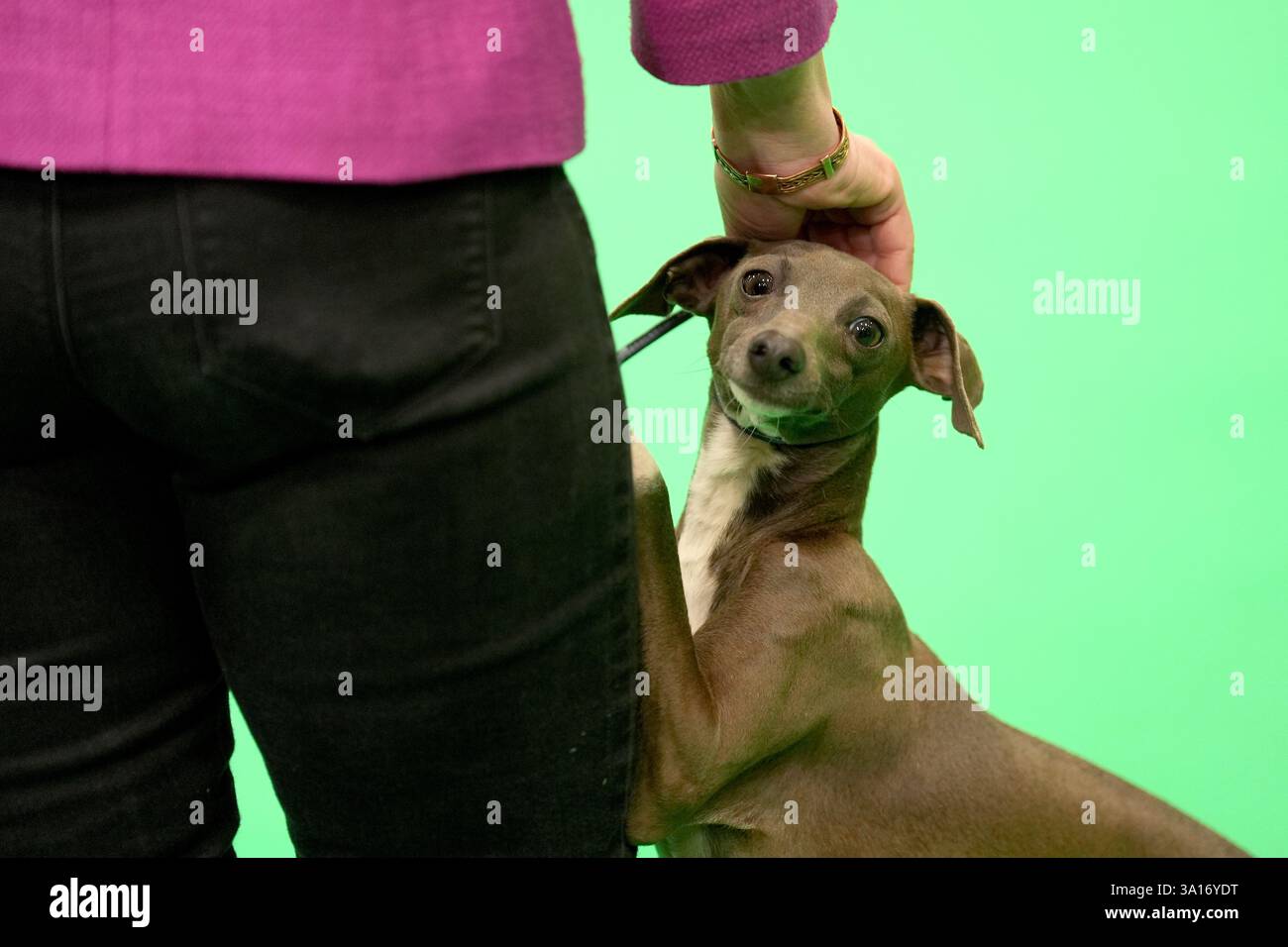 An Italian Greyhound at the Crufts Dog Show at the National Exhibition ...