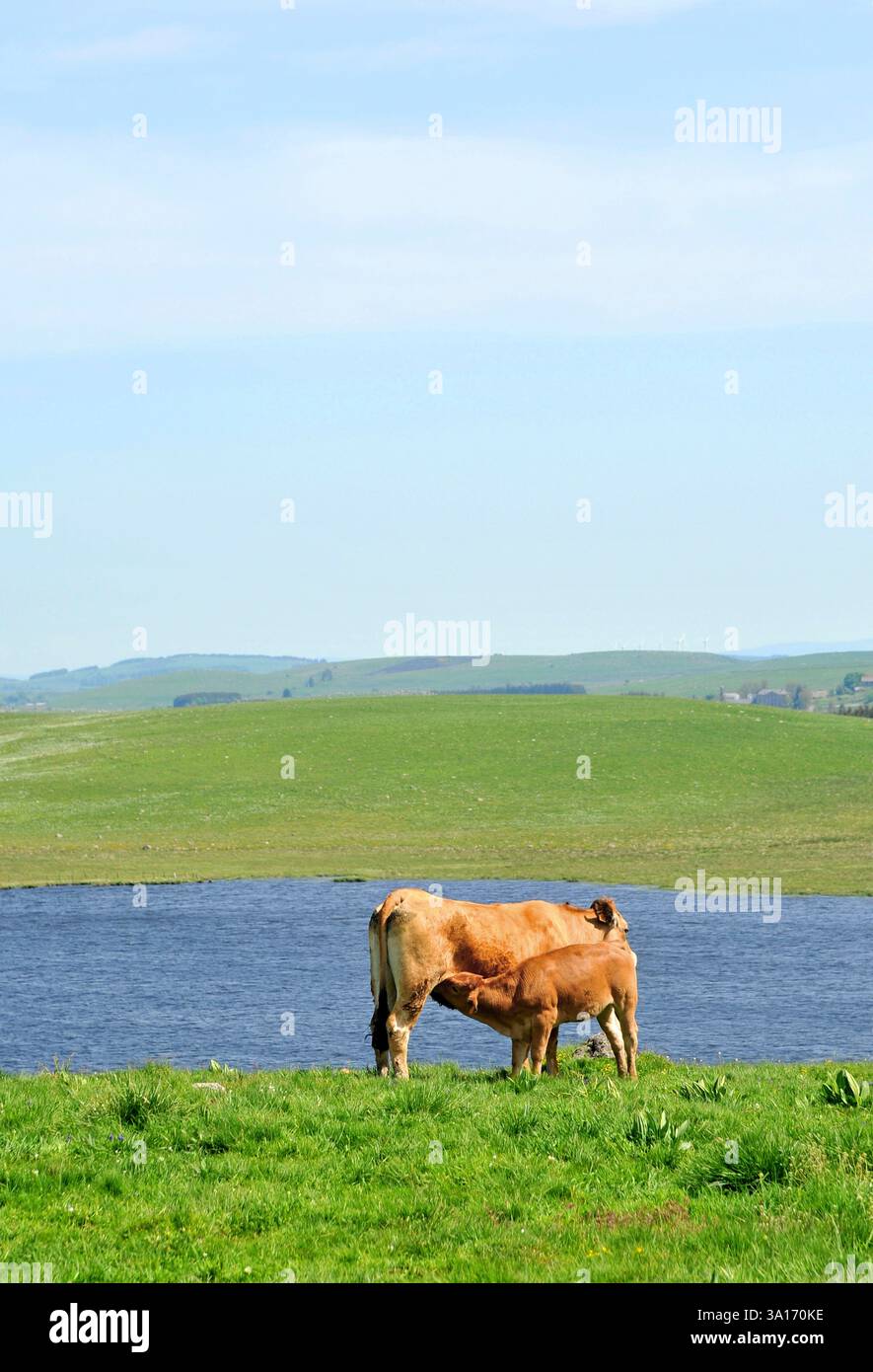 France, Aveyron, A cow and her calf of the Aubrac breed on the Aubrac ...