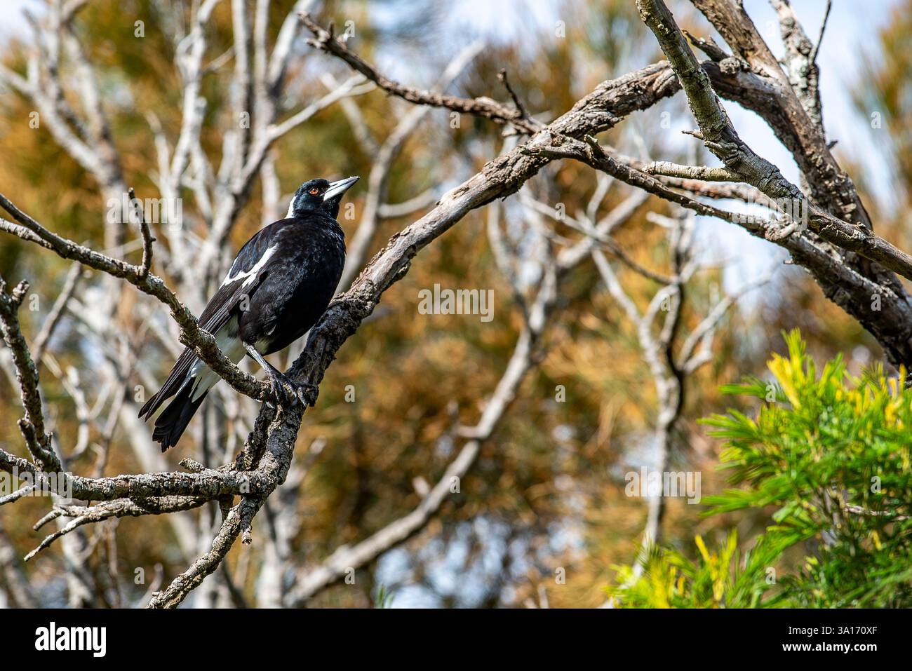 An Australian magpie (Gymnorhina tibicen) on the branch of a dead small ...