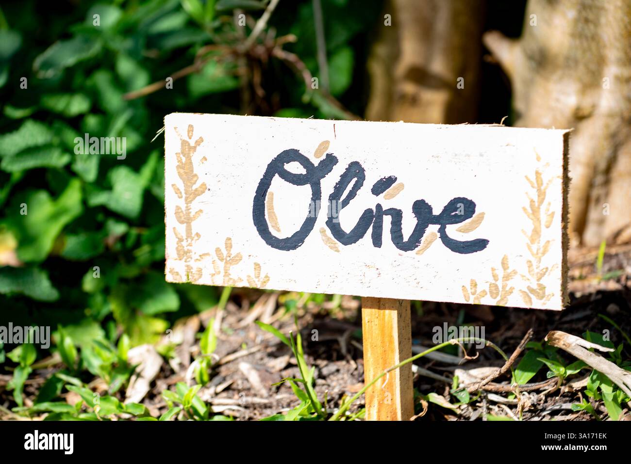 A close up of an Olive sign in a vegetable patch garden in front of an ...