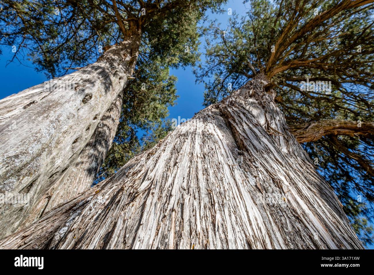 Five-leaf juniper (Juniperus thurifera), listed monumental tree ...