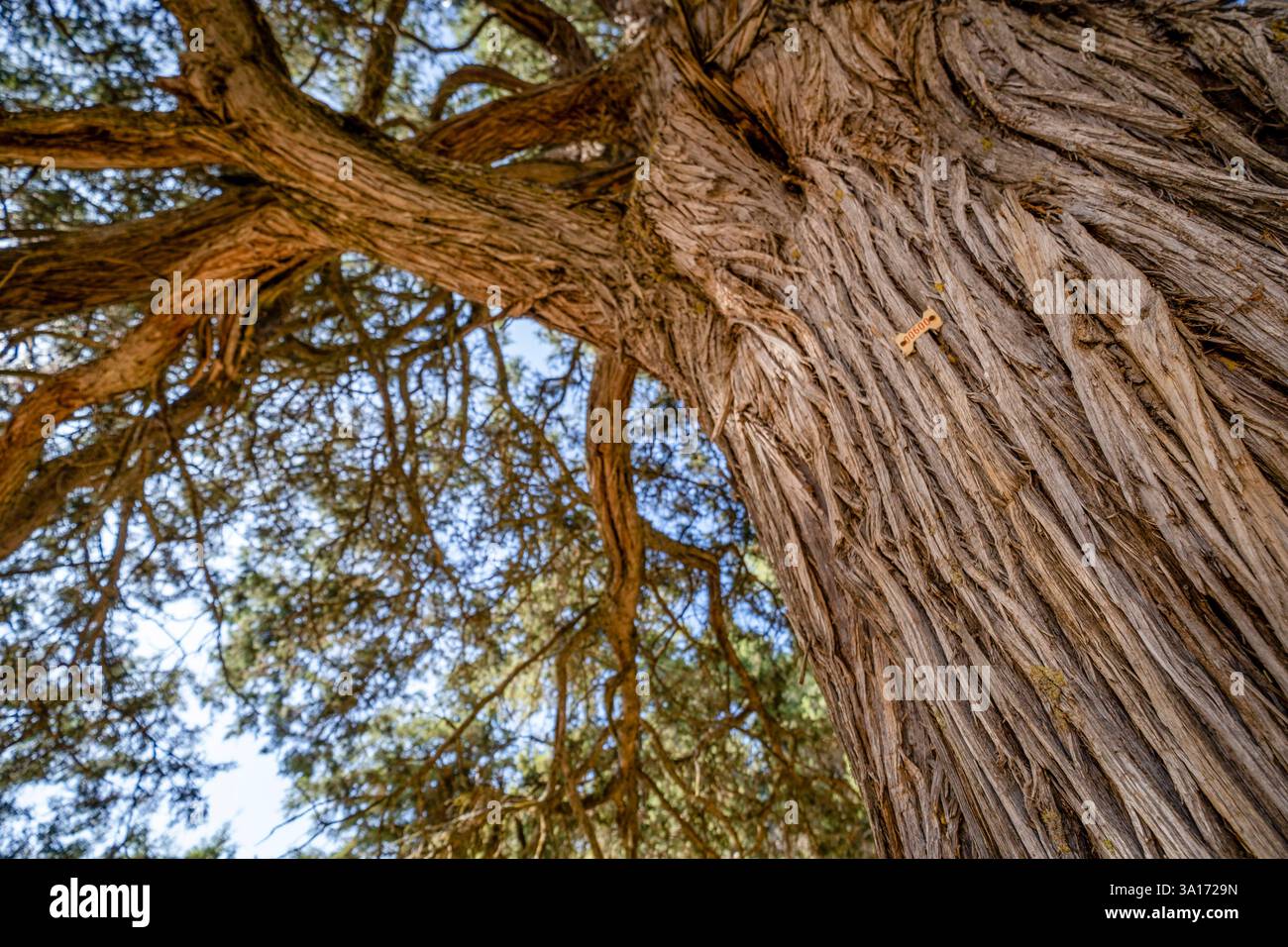 Juniper forest (Juniperus thurifera), listed monumental tree ...