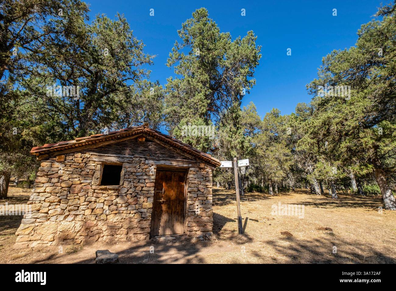 Juniper forest (Juniperus thurifera), listed monumental tree ...