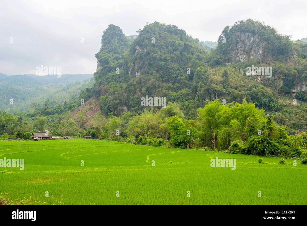 The field and rice field hi-res stock photography and images - Alamy