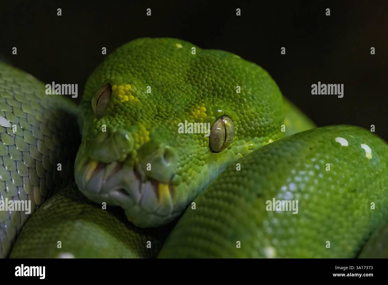 green tree snake emerald boa in the Bolivian rainforest strangler ...