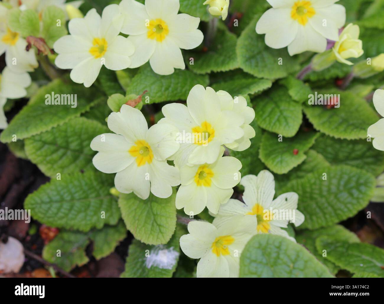 Wild primrose hi-res stock photography and images - Alamy