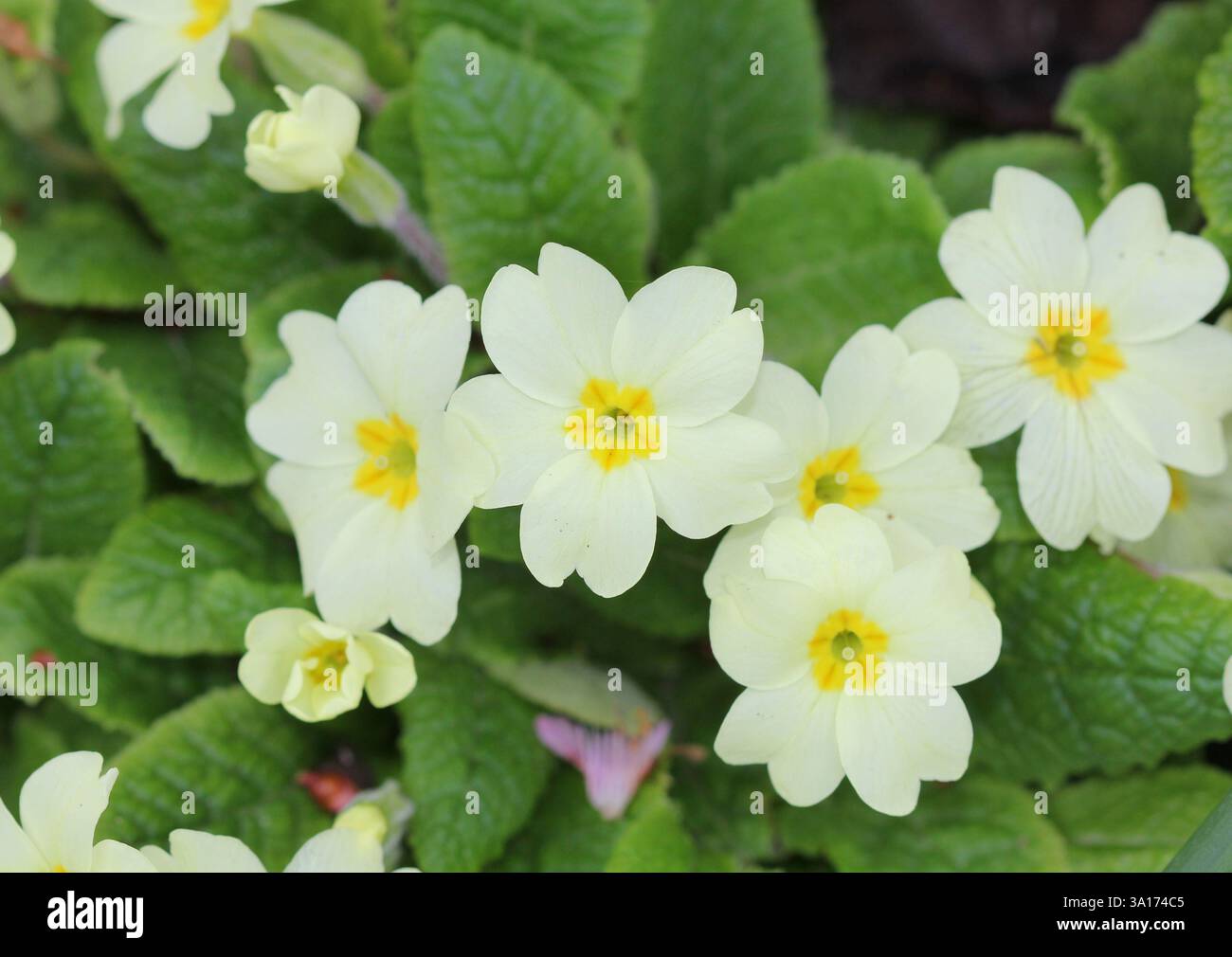 Wild primrose hi-res stock photography and images - Alamy