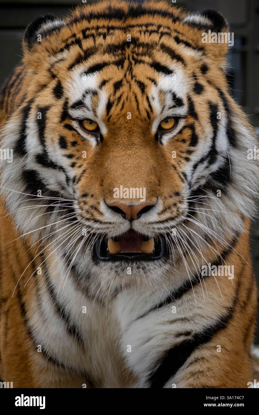 Tiger face and eyes, Closeup portrait of a tigers face, tiger head ...