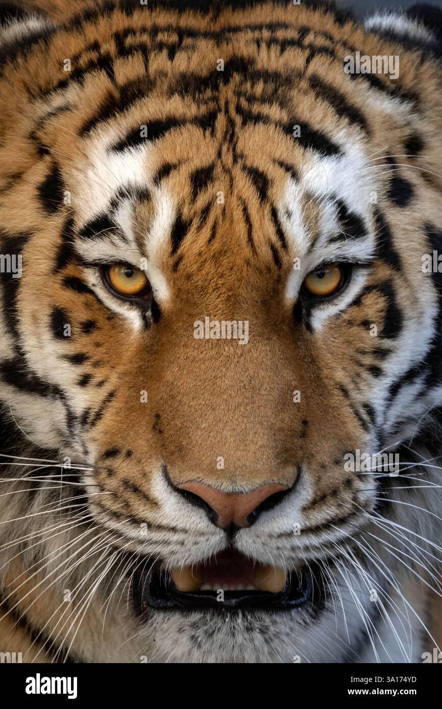 Tiger face and eyes, Closeup portrait of a tigers face, tiger head ...