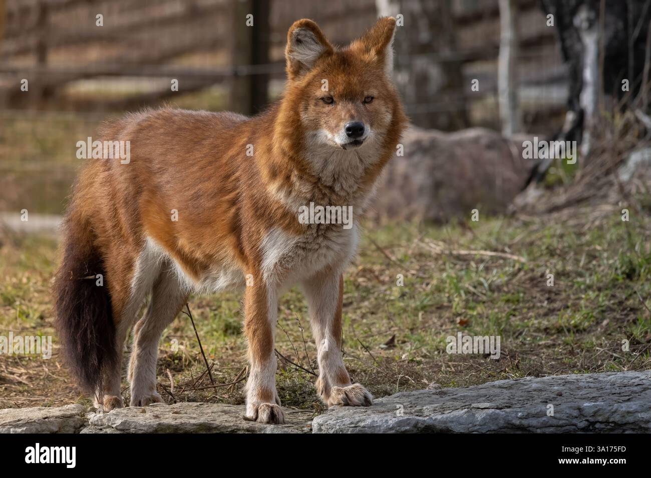 Ussuri dhole (Cuon alpinus alpinus), also known as the Indian wild dog ...