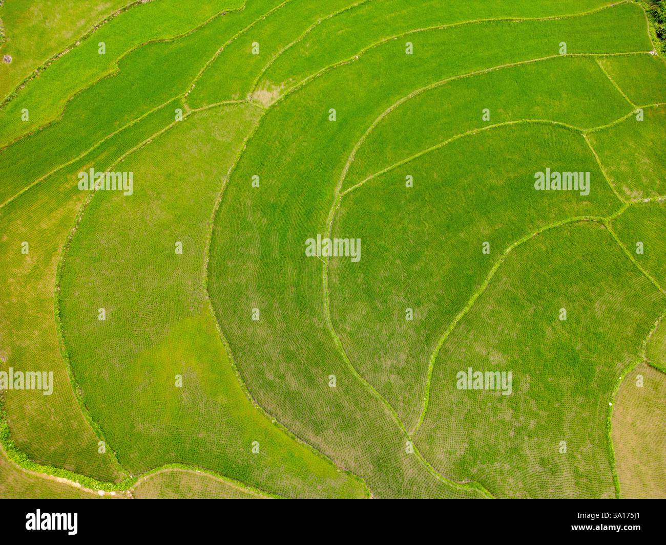 Vietnam, Upper Tonkin, Cho Ra region, rice fields (aerial view Stock ...