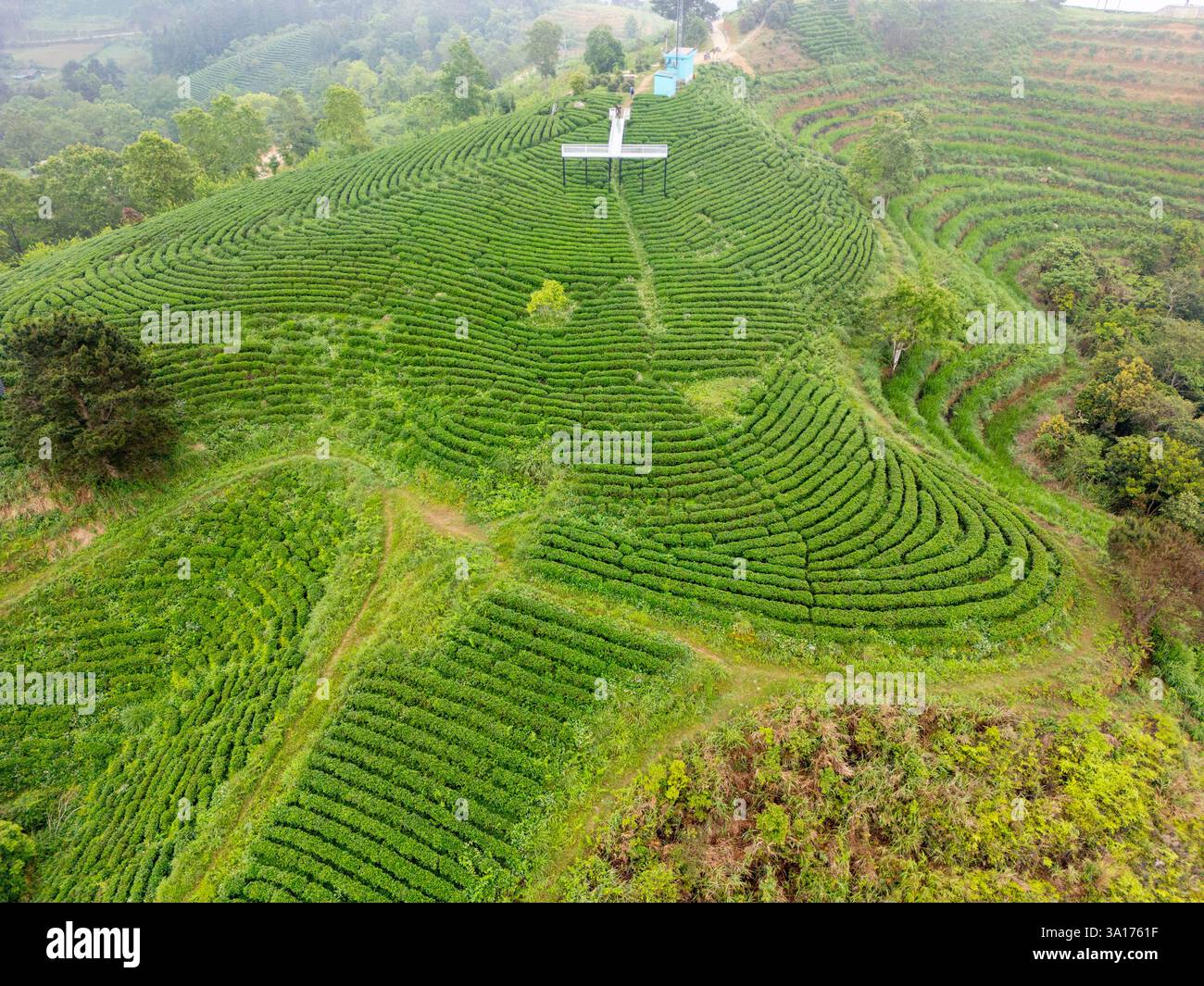 Vietnam, Upper Tonkin, Nguyen Binh, tea plantations (aerial view Stock ...