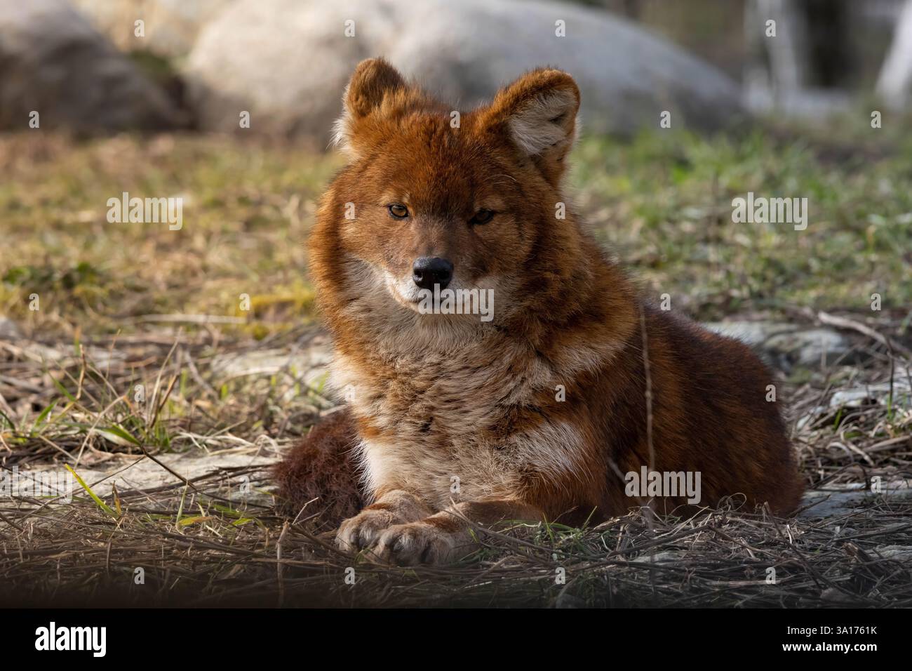 Ussuri dhole (Cuon alpinus alpinus), also known as the Indian wild dog ...