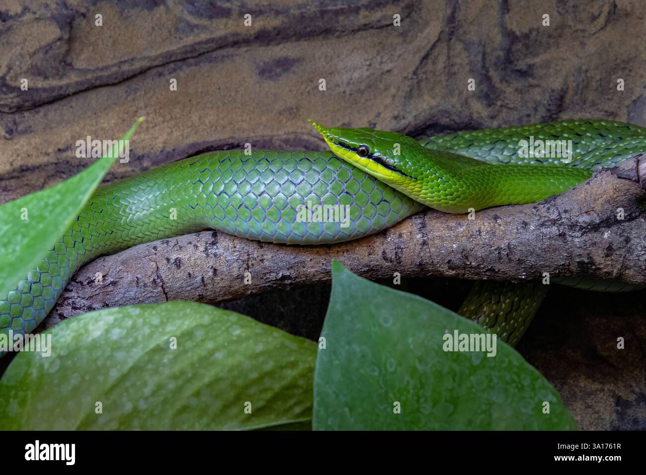 Rhinoceros ratsnake, Vietnamese longnose snake (Gonyosoma boulengeri ...