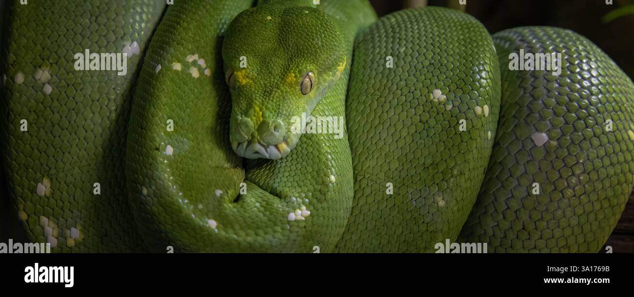 green tree snake emerald boa in the Bolivian rainforest strangler ...