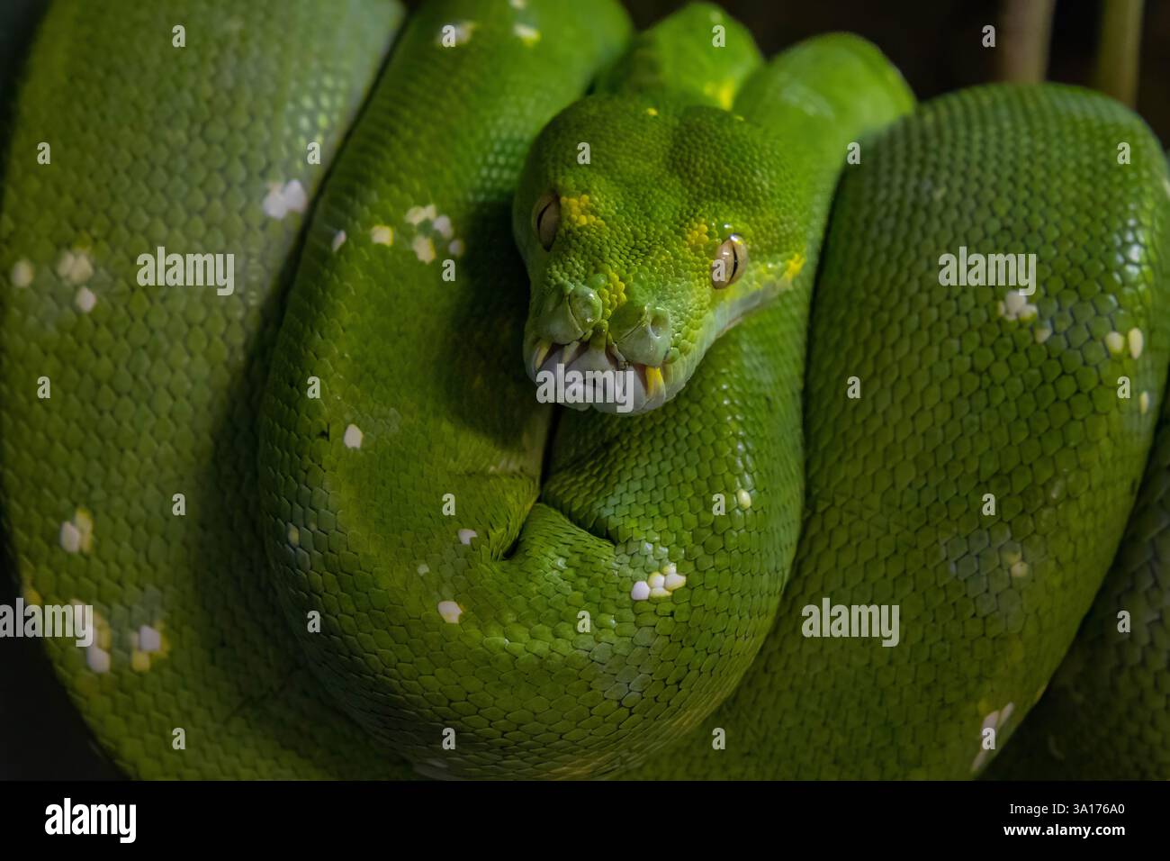 green tree snake emerald boa in the Bolivian rainforest strangler ...