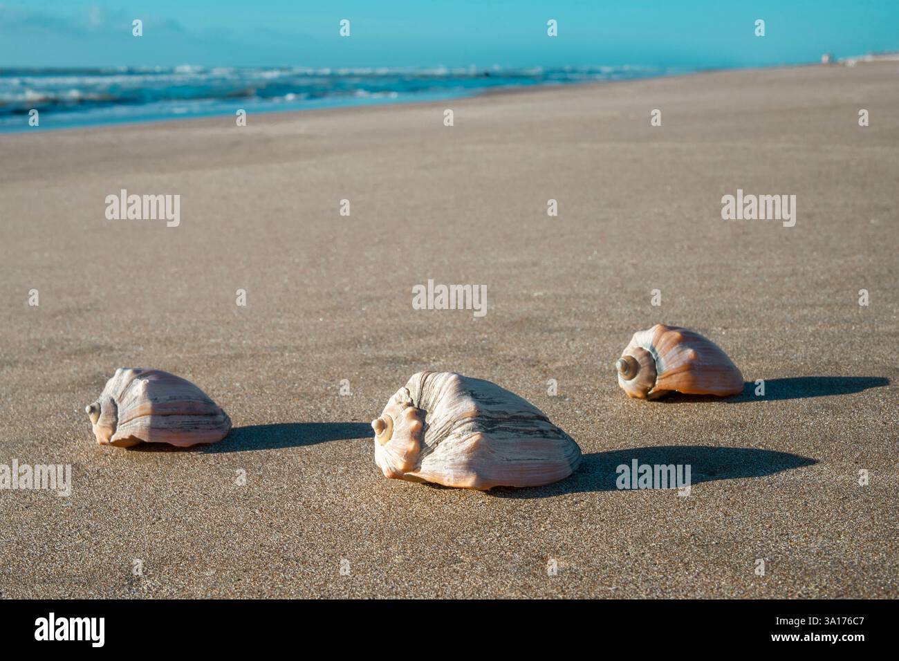 Sea snail in sand hi-res stock photography and images - Alamy