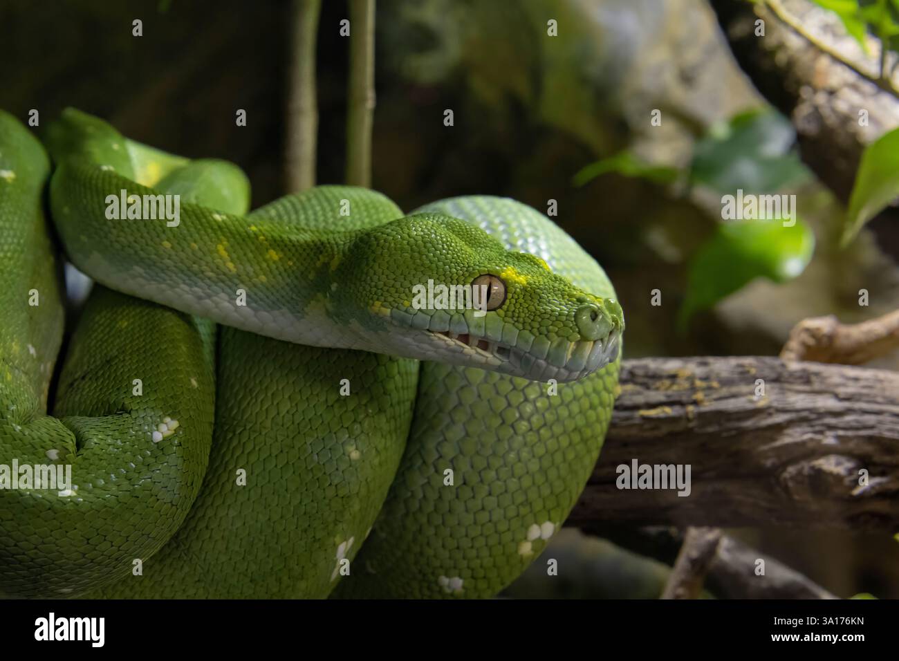 green tree snake emerald boa in the Bolivian rainforest strangler ...