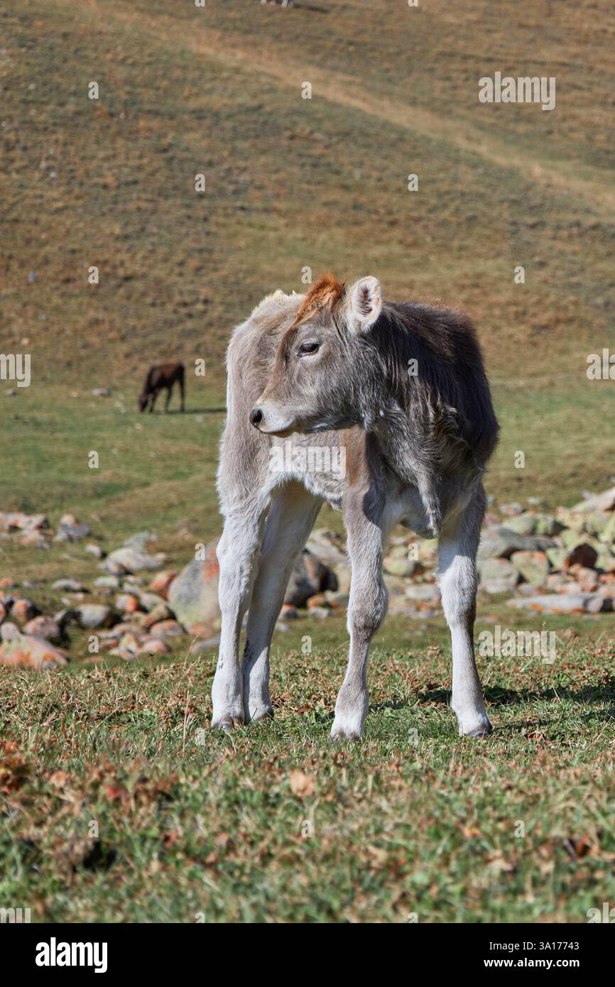 Calf portrait, baby cow on grassy field pasture Stock Photo - Alamy