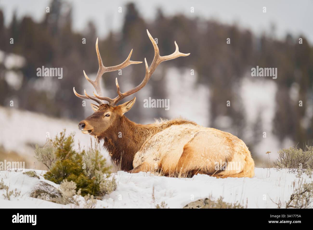Bull Elk in Yellowstone Resting on Hillside Stock Photo - Alamy