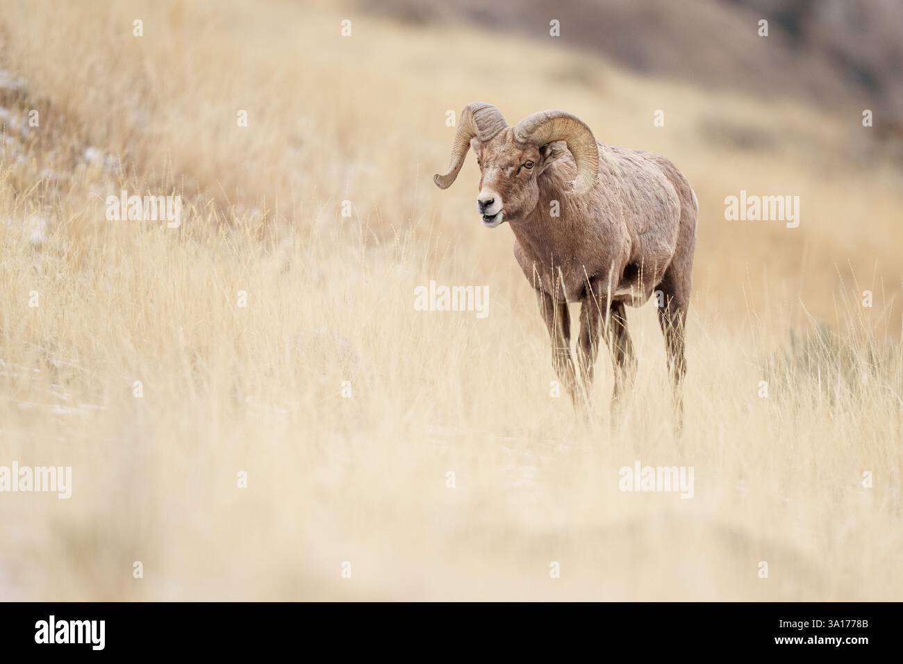 Large bighorn ram ovis hi-res stock photography and images - Alamy