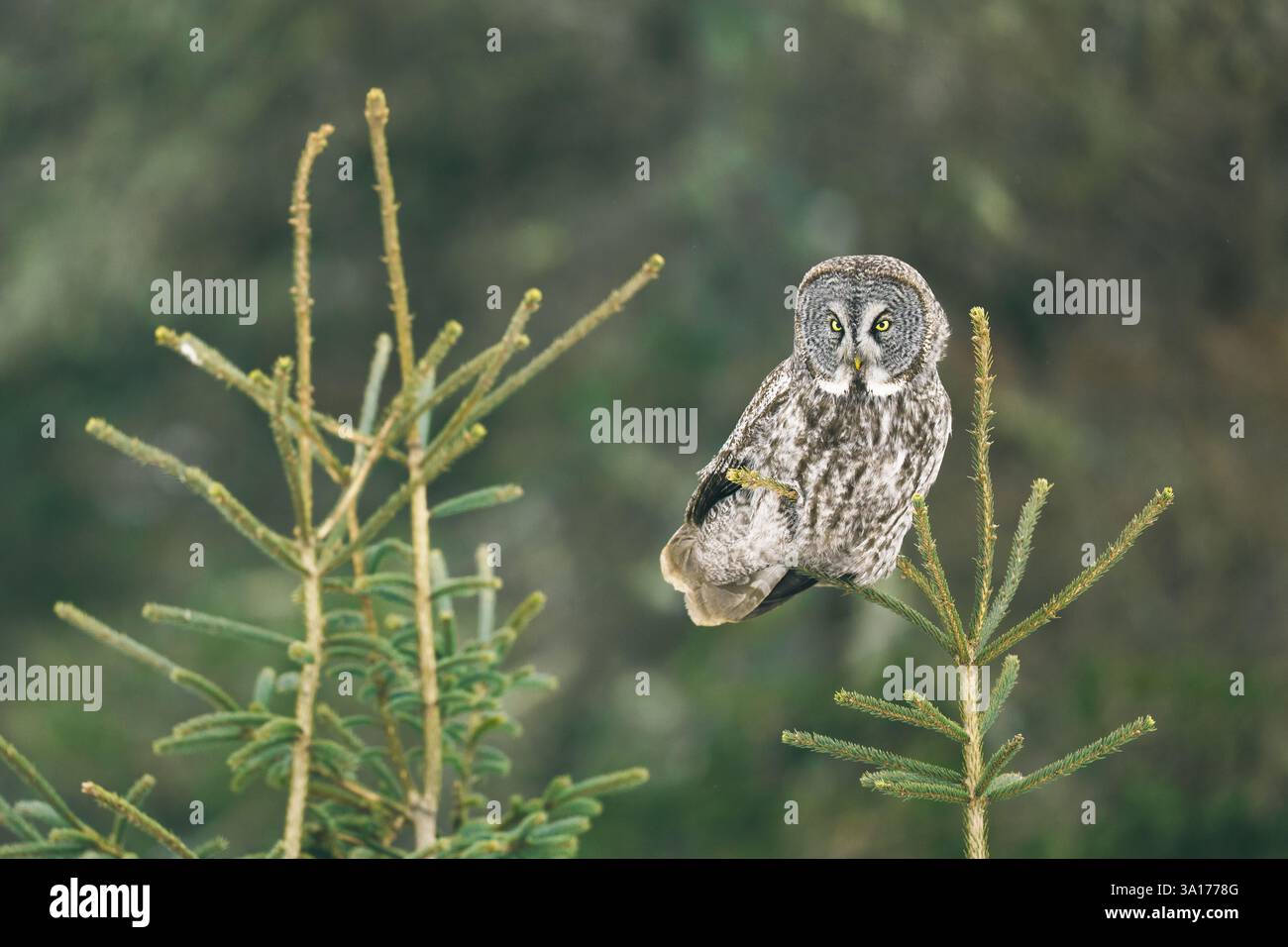 Wild boreal owl in hi-res stock photography and images - Alamy