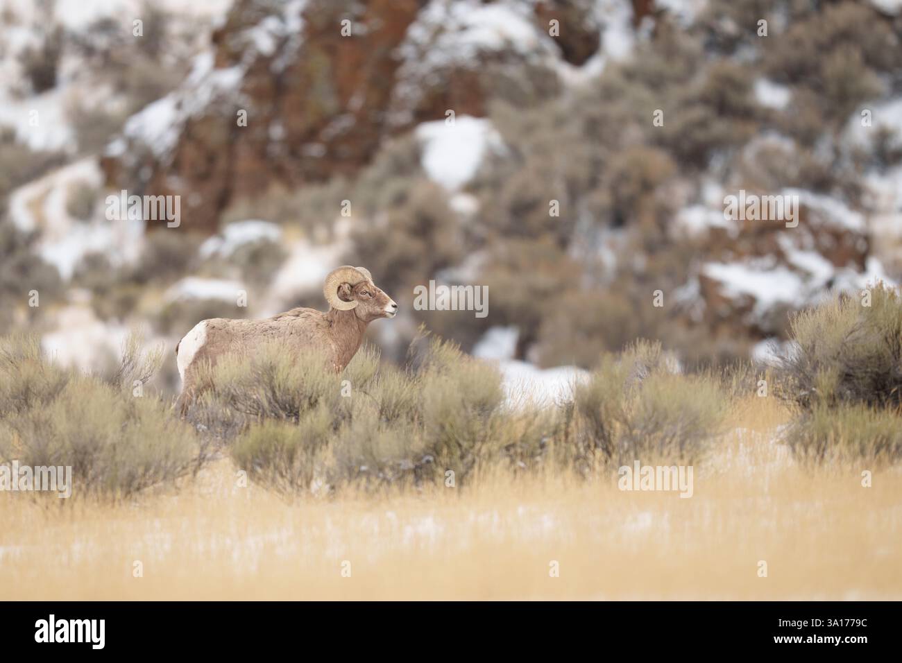Bighorn Sheep Ram in Montana Sagebrush Stock Photo - Alamy