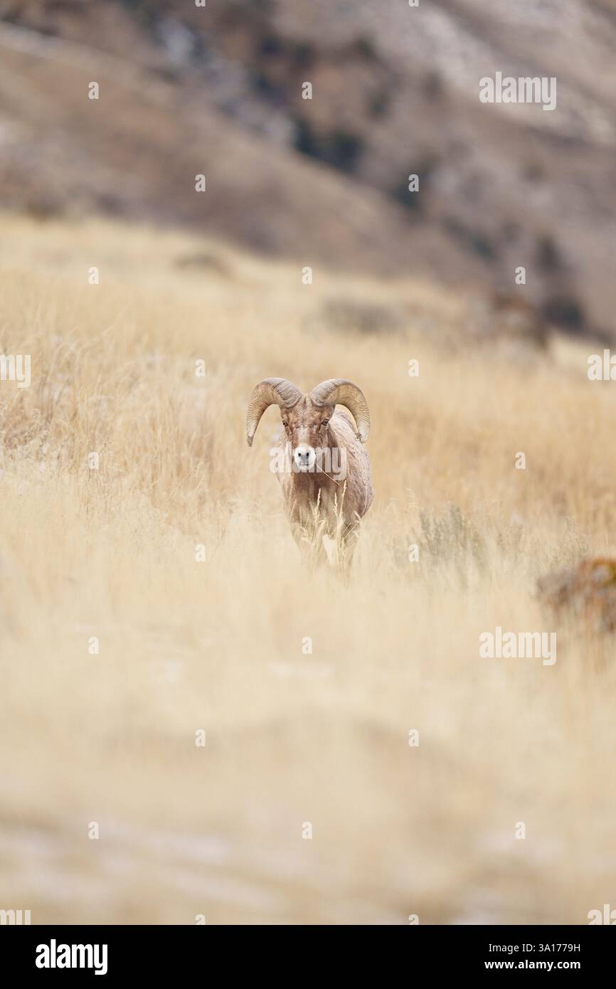 Walking through large sheep hi-res stock photography and images - Alamy