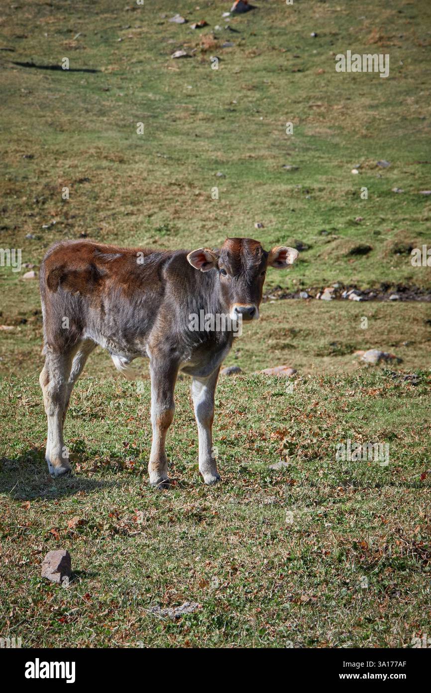 Calf portrait, baby cow on grassy field pasture Stock Photo - Alamy