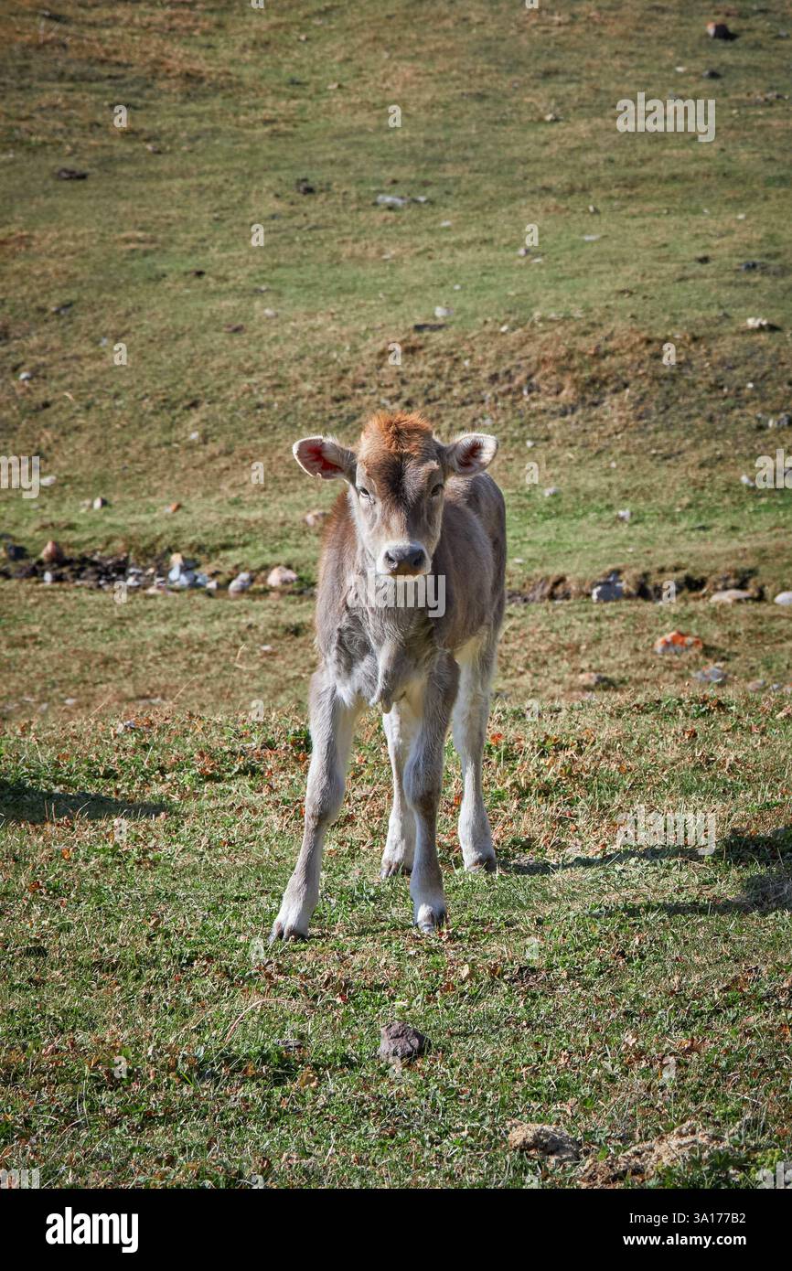 Calf portrait, baby cow on grassy field pasture Stock Photo - Alamy