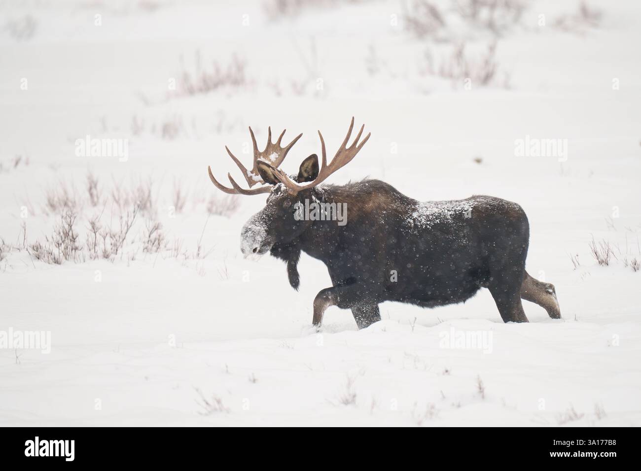 Bull Moose Walking in Snow in Yellowstone Stock Photo - Alamy