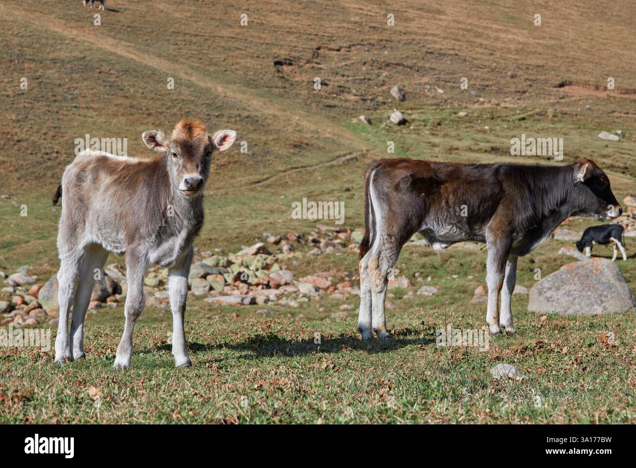 Two young calves are standing in a grassy field. Baby cow Stock Photo ...