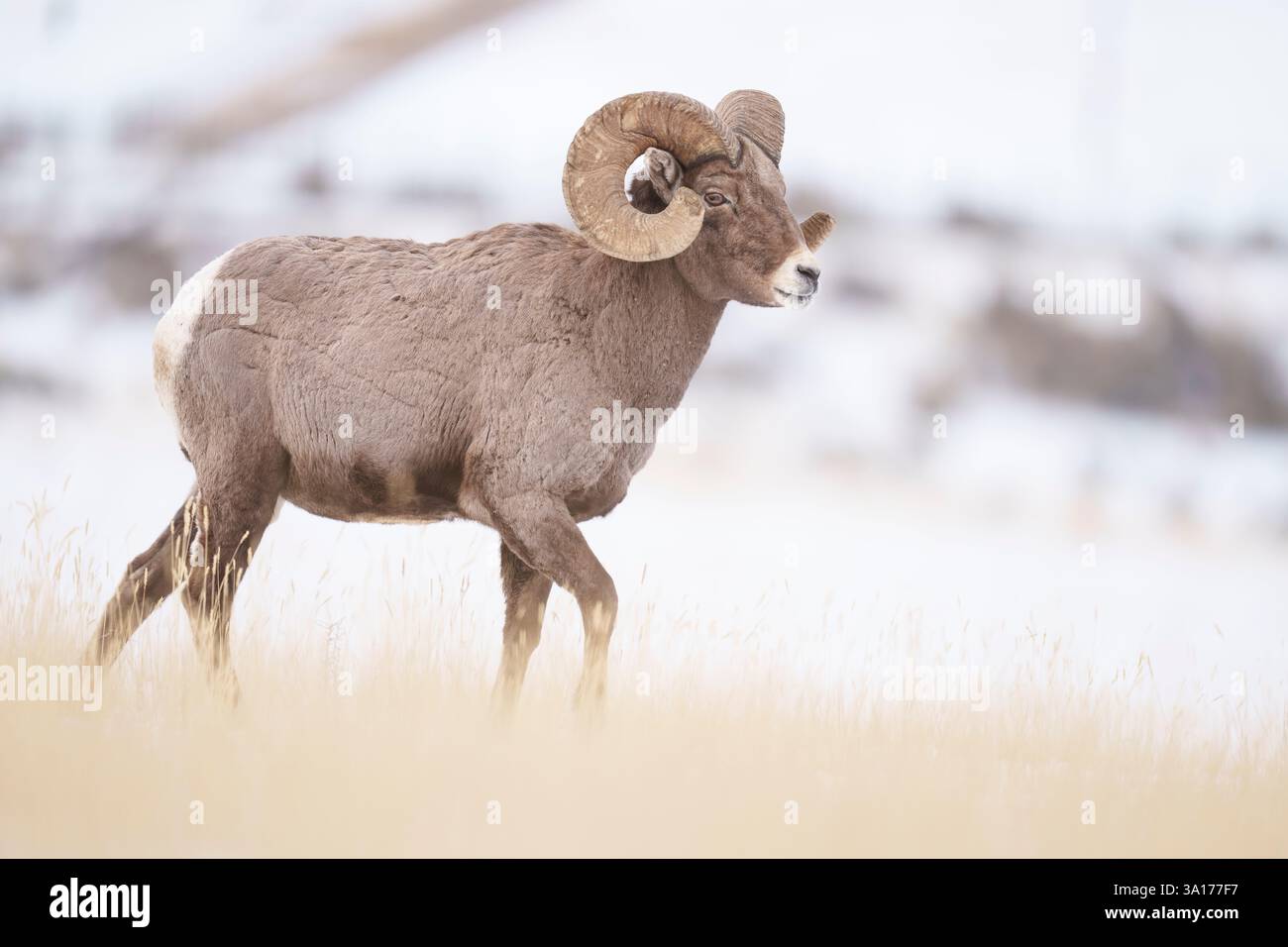 Yellowstone Bighorn Sheep Ram in Dry Grass Stock Photo - Alamy