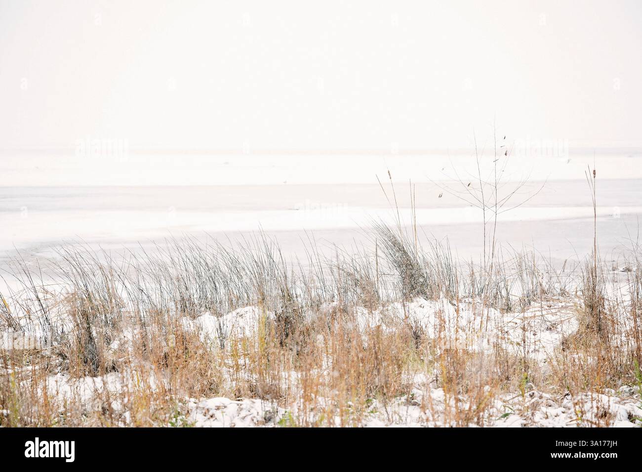 Snow-covered coastal grasses and shoreline in a rare Gulf Coast winter ...