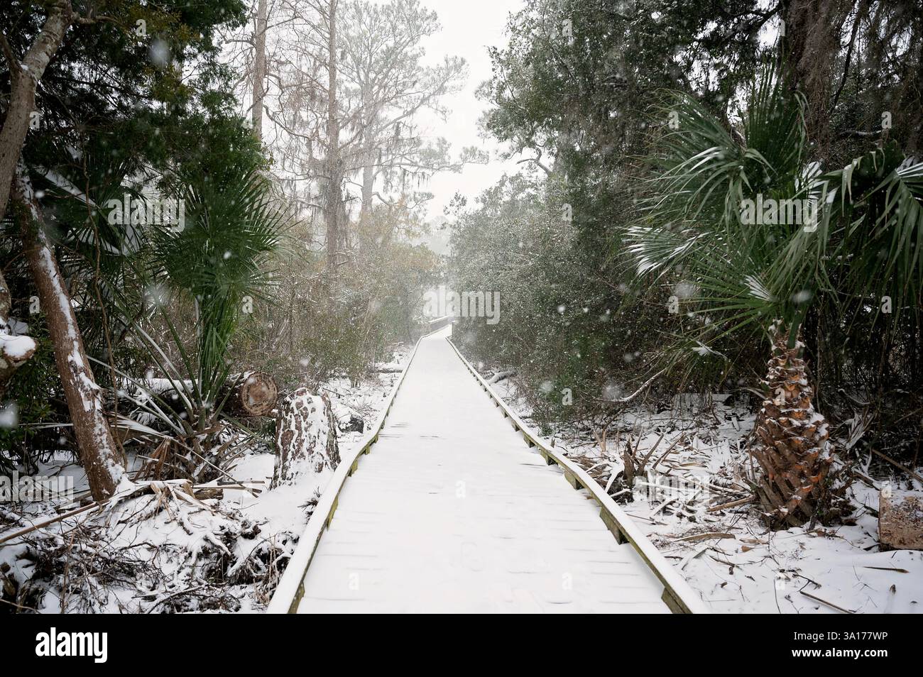 Wooden boardwalk winds through hi-res stock photography and images - Alamy