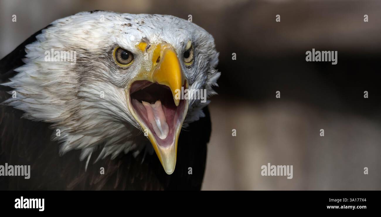 Closeup of an adult Bald Eagle screaming Stock Photo - Alamy