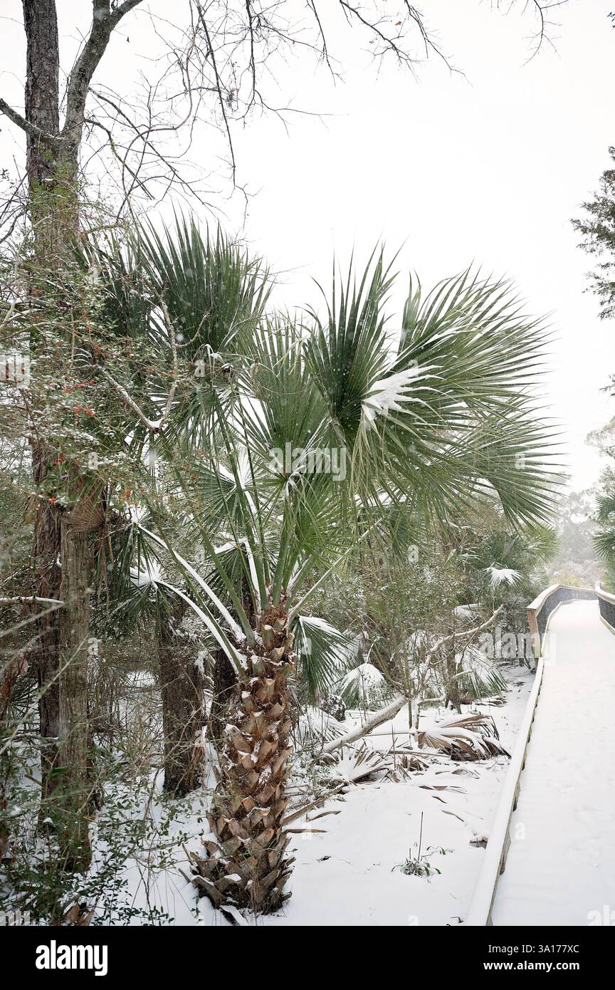 Snow-covered palm tree and boardwalk in a rare Gulf Coast winter scene ...