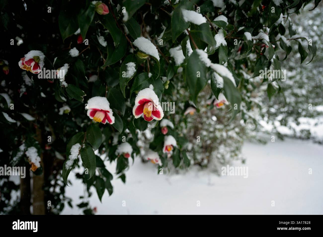 Snow-covered camellia flowers blooming in a rare winter scene Stock ...