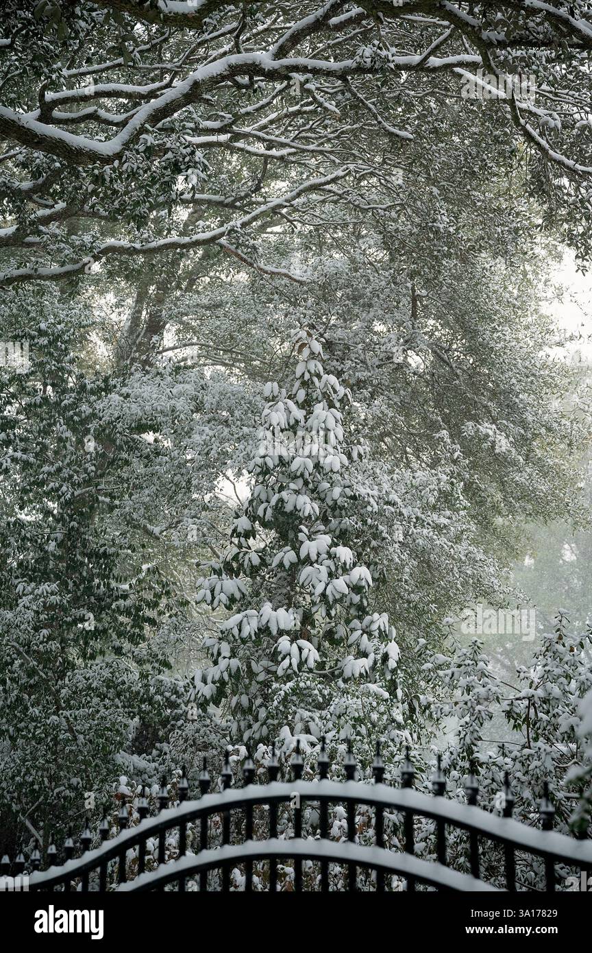 Snow-covered magnolia tree and iron fence in a rare winter scene Stock ...