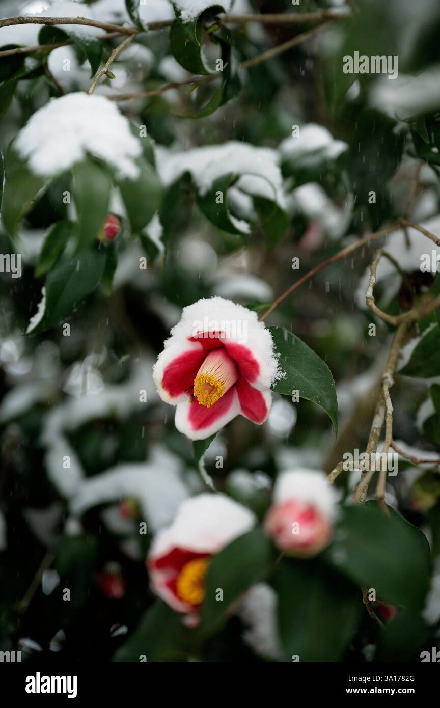 Snow-covered camellia flowers with red petals in a rare winter scene ...