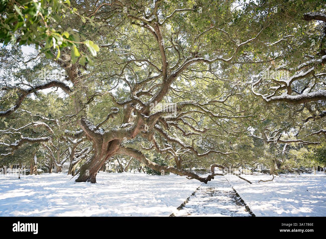 Snow-covered oak trees with sprawling branches in Mobile, Alabama Stock ...