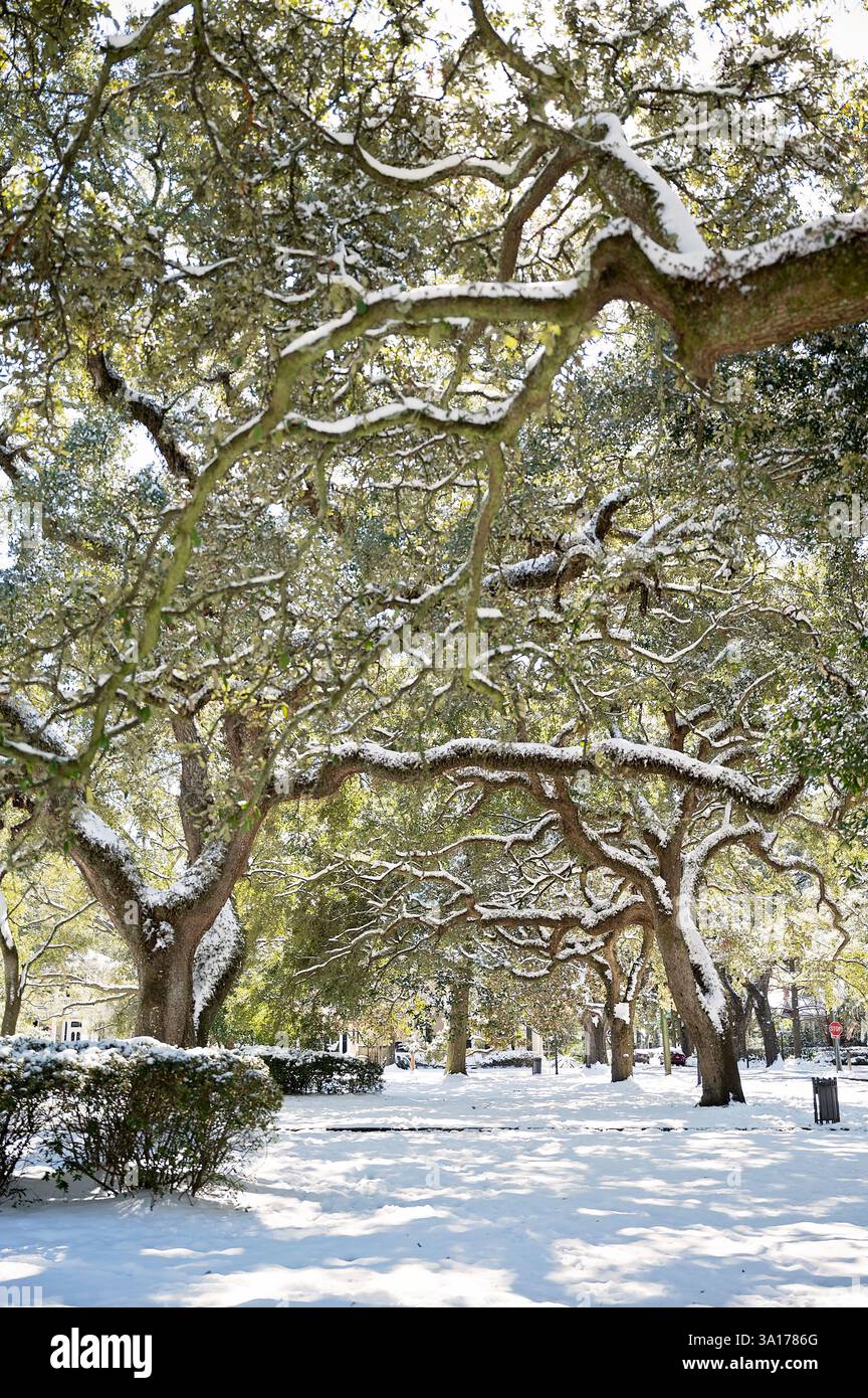 Snow-covered oak trees in a park with sunlight filtering through Stock ...