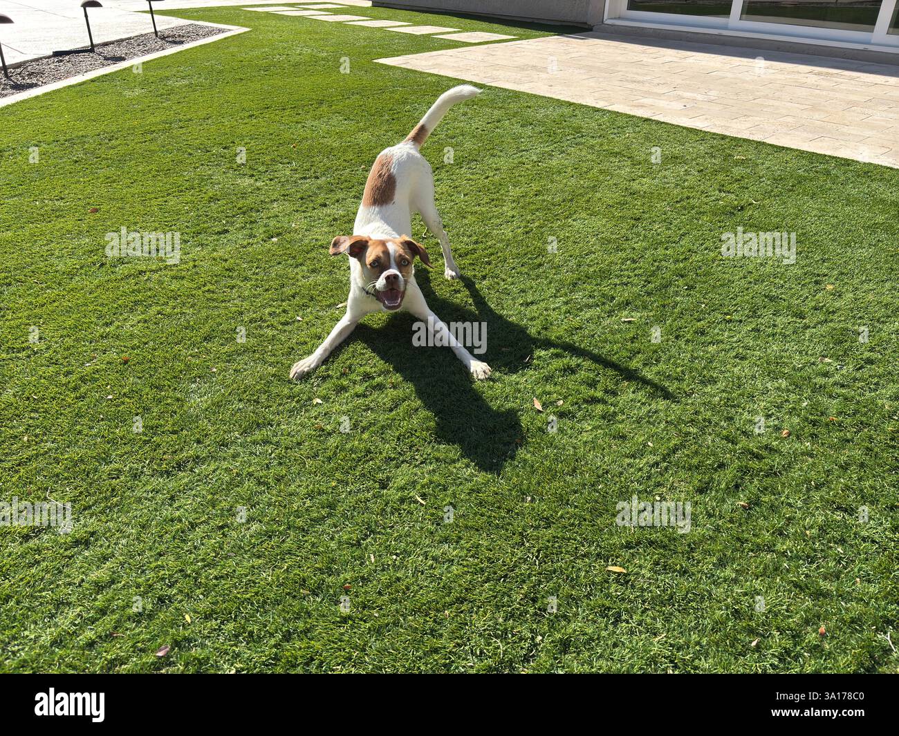 Energetic dog playfully crouching on green grass in a sunny backyard ...